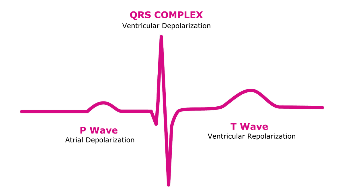 The rise of next-gen wearable ECG/EKG biosensors: applications for ...
